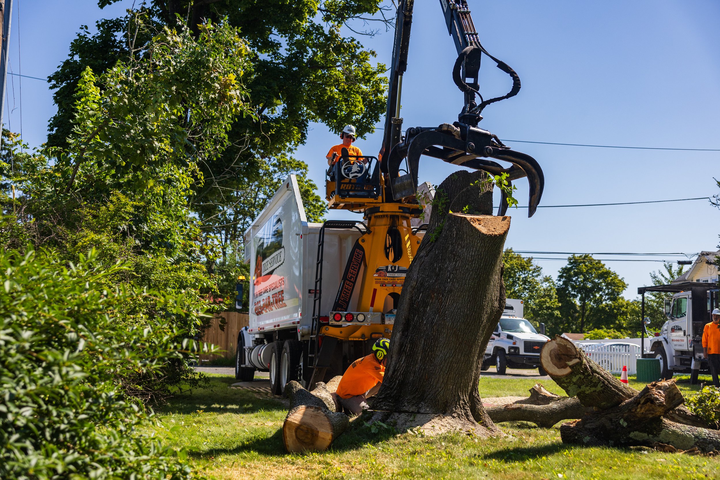 Professional Tree Removal & Trimming in Connecticut | Tree Service In ...